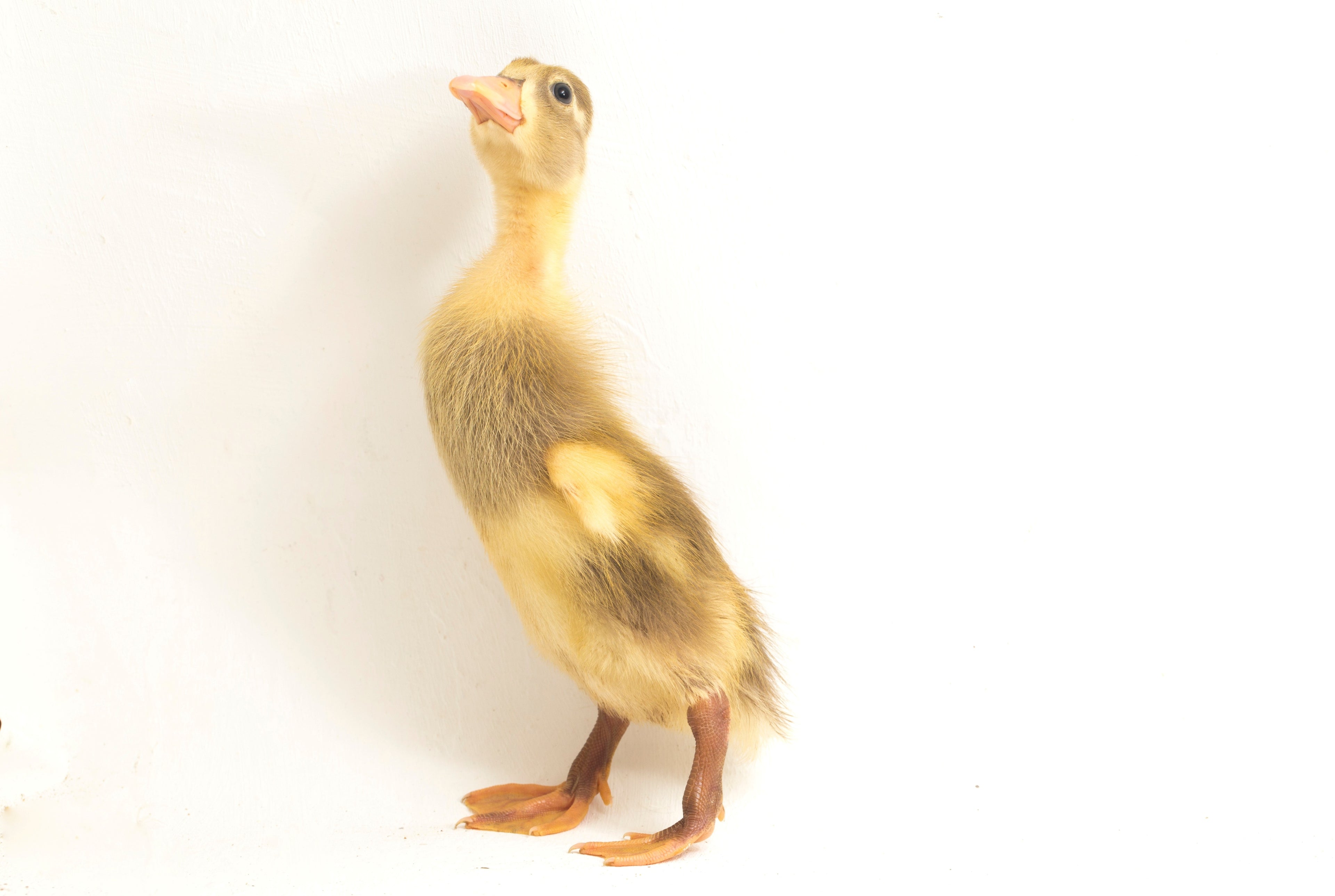 FAWN & WHITE RUNNER DUCK – Welp Hatchery